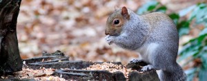 Squirrels in the Loft: Signs, Damage and Legal Removal