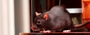 Rats vs Mice: How to Tell Which You Have | JG Pest Control