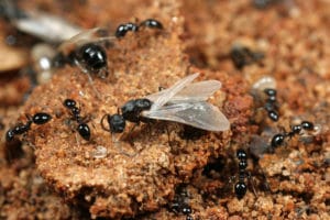 Flying Ant Day 2026: When Is It and What to Expect